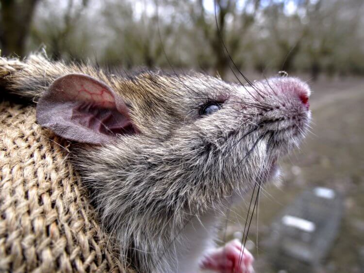 The biggest rats in the world were the size of a dog and people fed on them