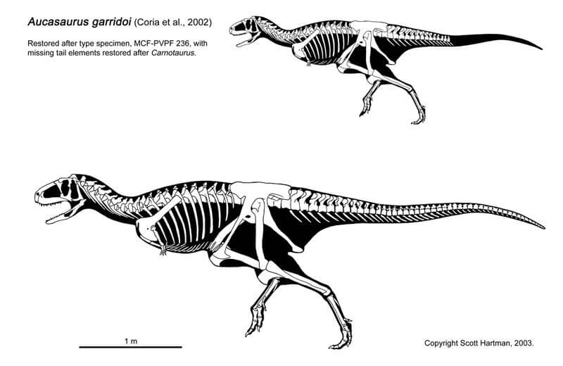 Mundo Pré-Histórico: Aucassauro, o abelissaurídeo mais completo