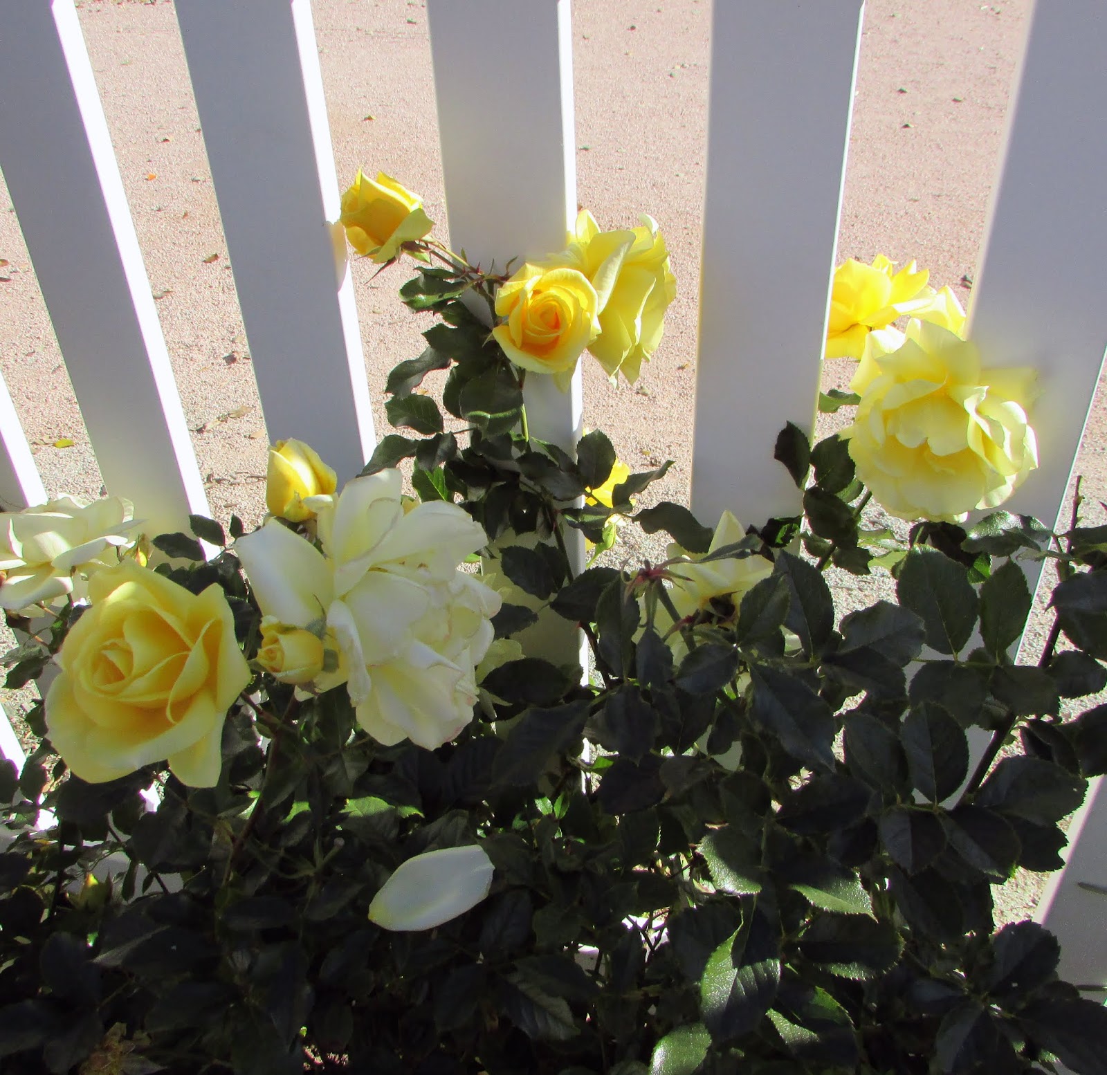 Chandler's Tumbleweed Ranch