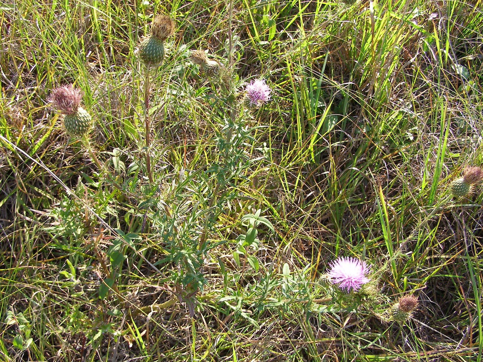 Blue Jay Barrens: Short Field Thistle