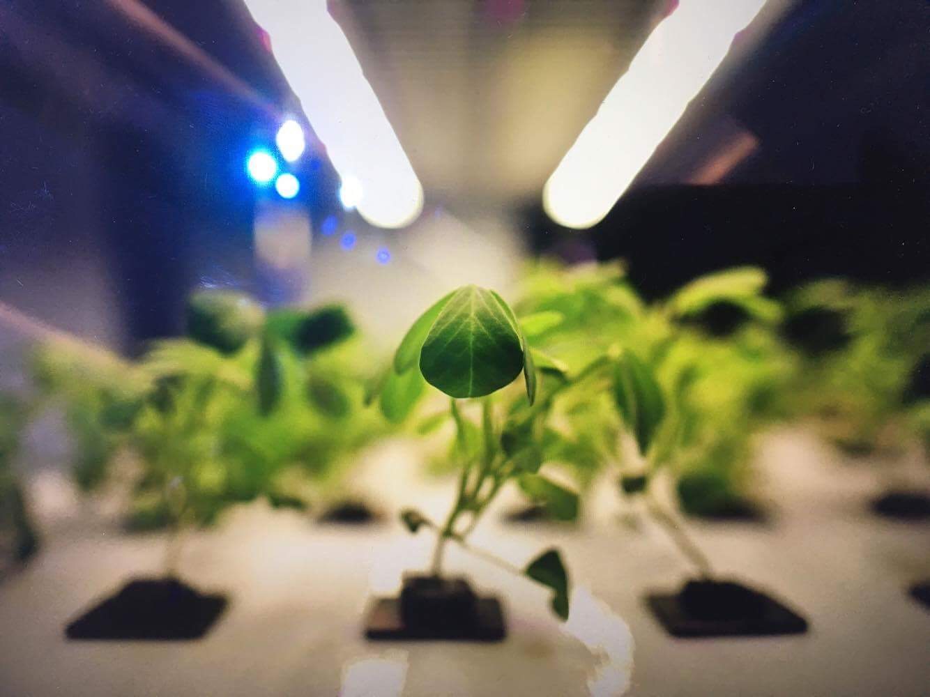 New Growing Technology