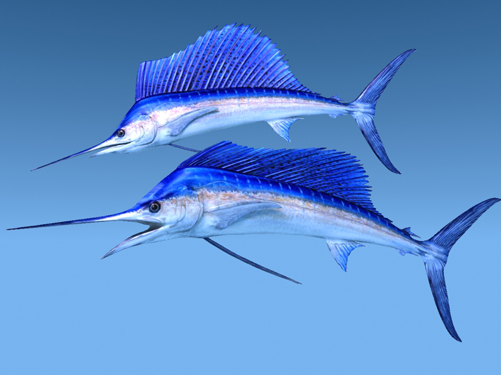 AndyDorsett Illustration: Sailfish with a quick texture and pose