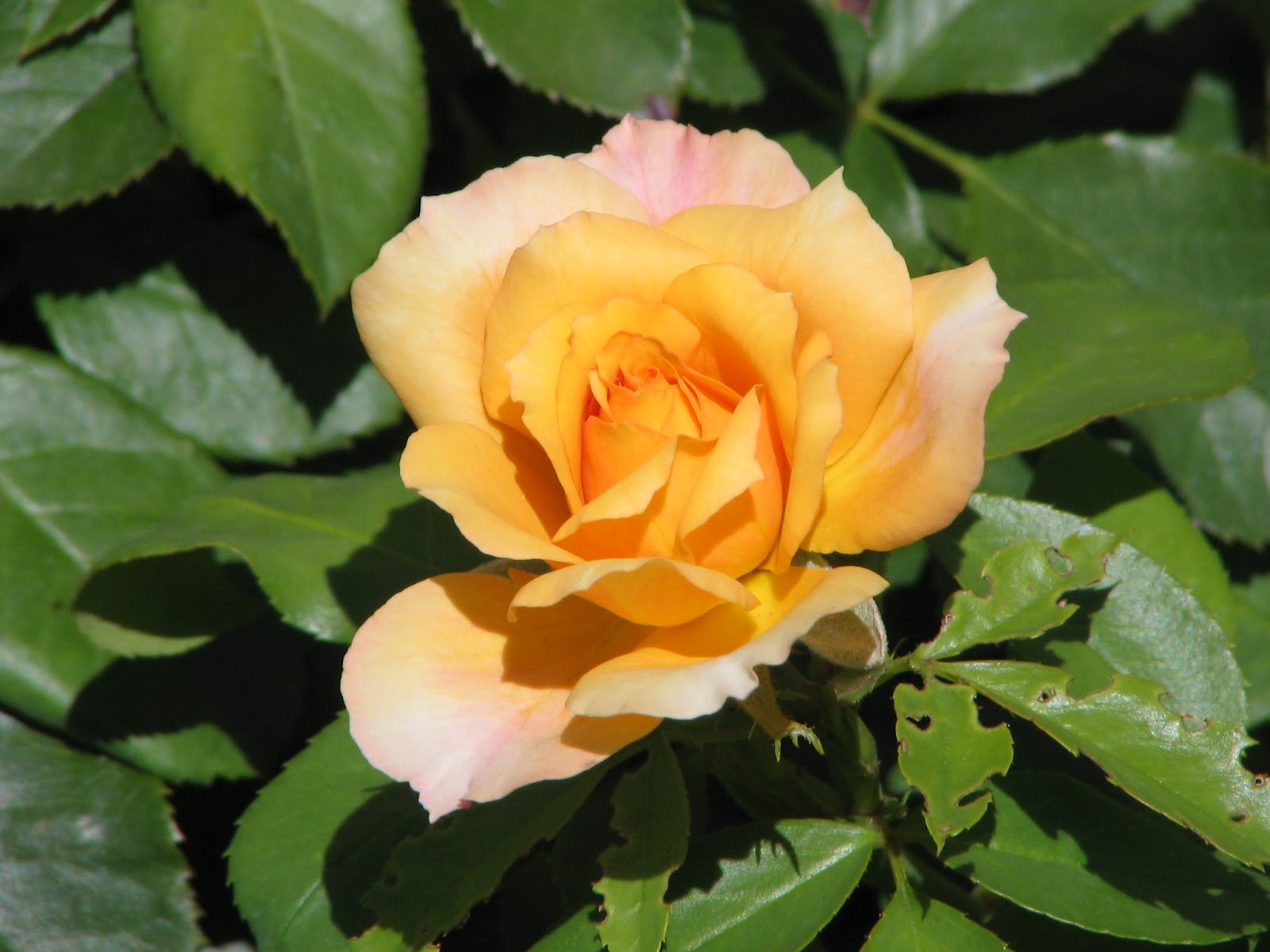 LA MULTI ANI, ROMANIA!: Flori portocalii