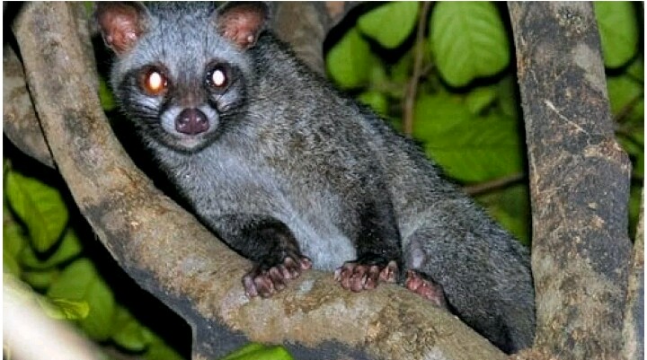 Mengenal Istilah nggarangan dan nggaranganwati beserta sifatnya - K-Link