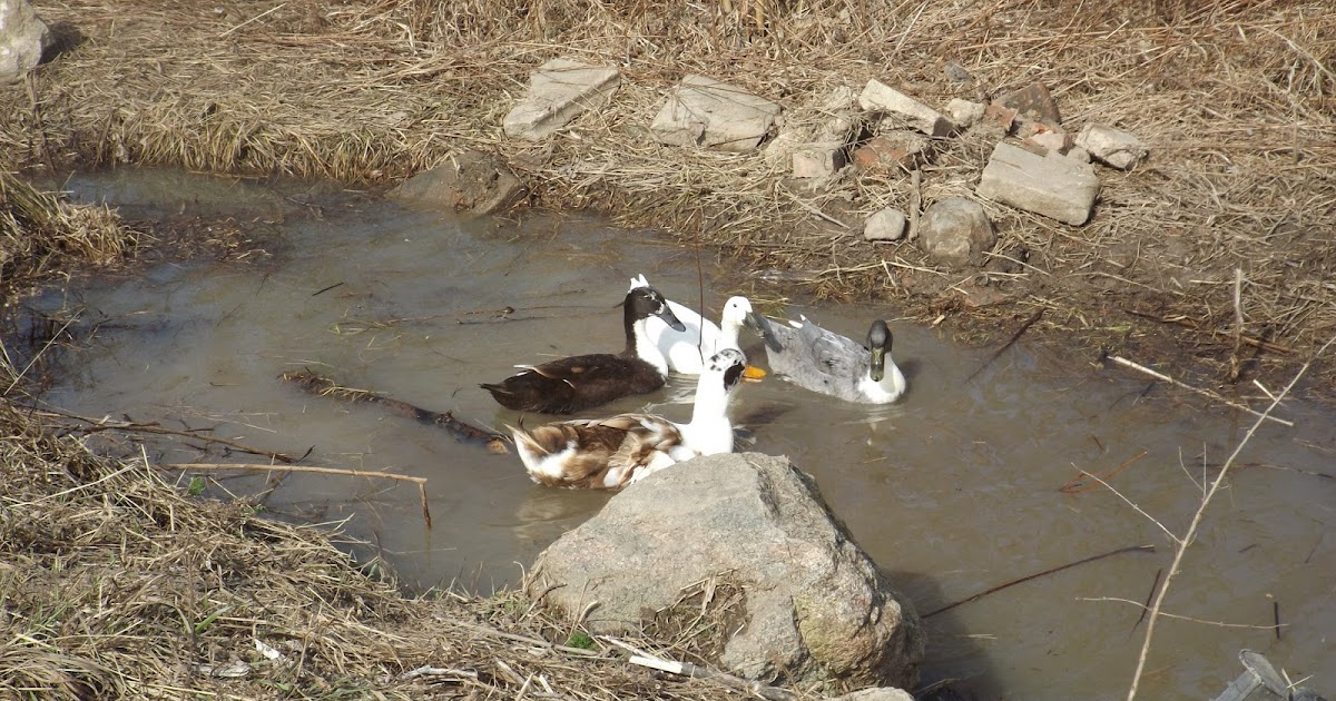 Little Bear Swamp Farm: Ducks
