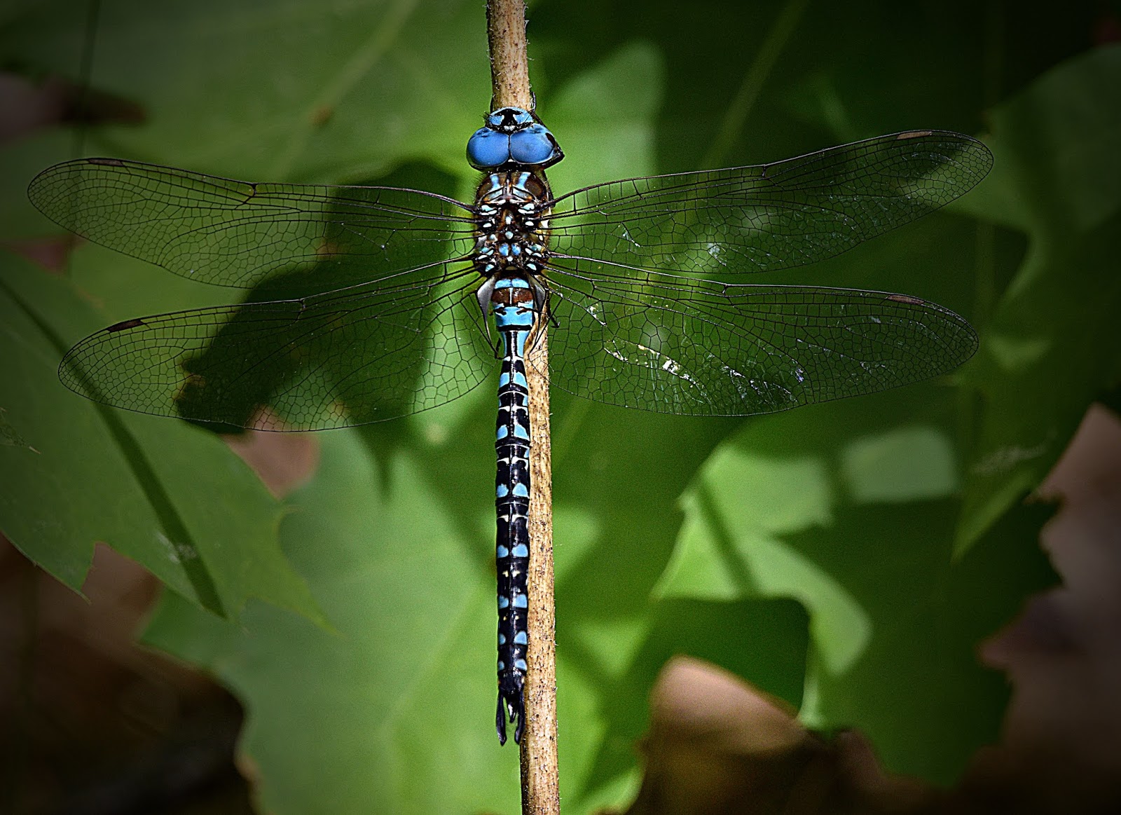 Den'sphotogallery: Dragonfly Portfolio