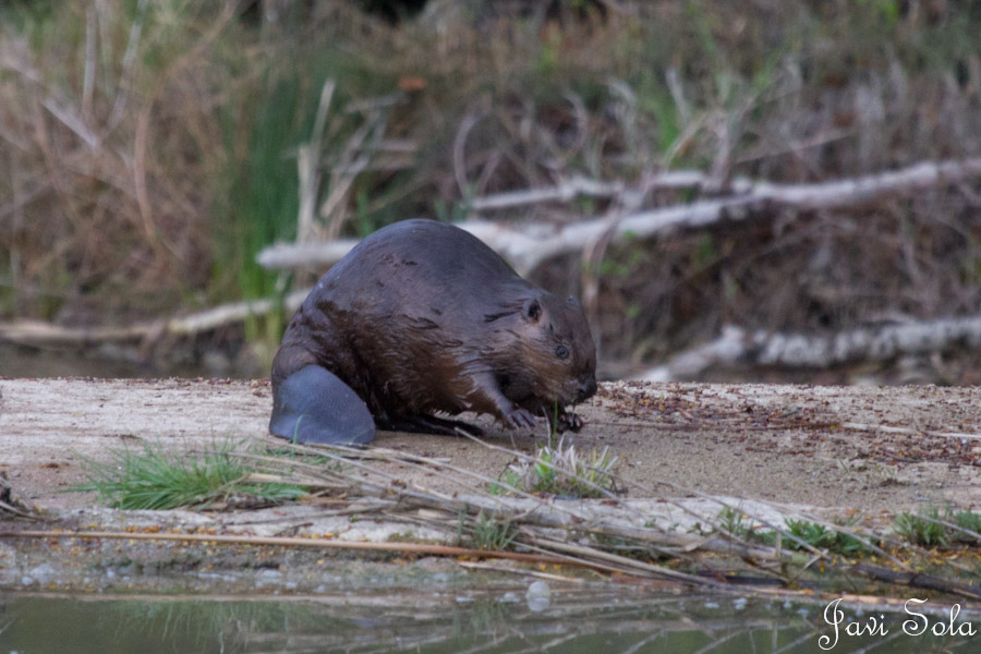 Cuaderno de Campo: Castores - Cap. III