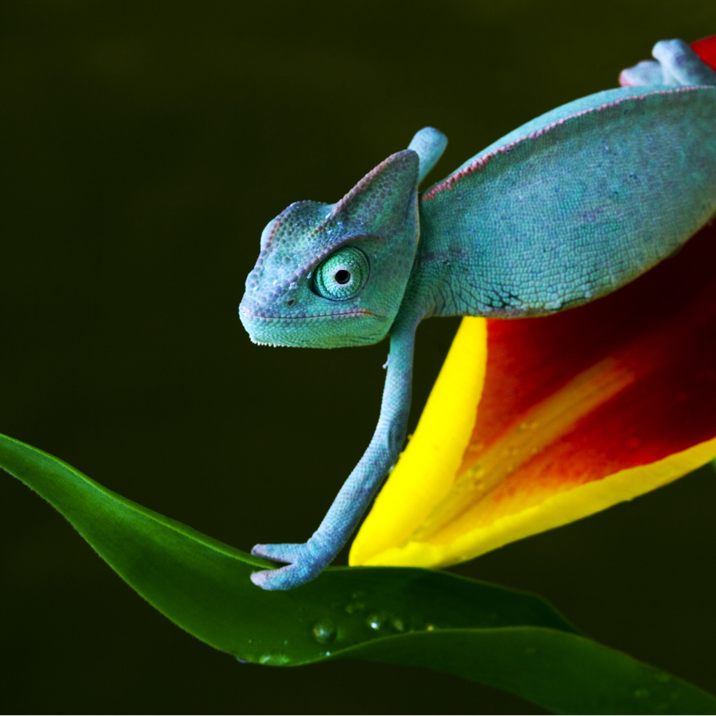 Bunglon Berubah Warna Hingga Berapa Banyak? | SCI Pusat