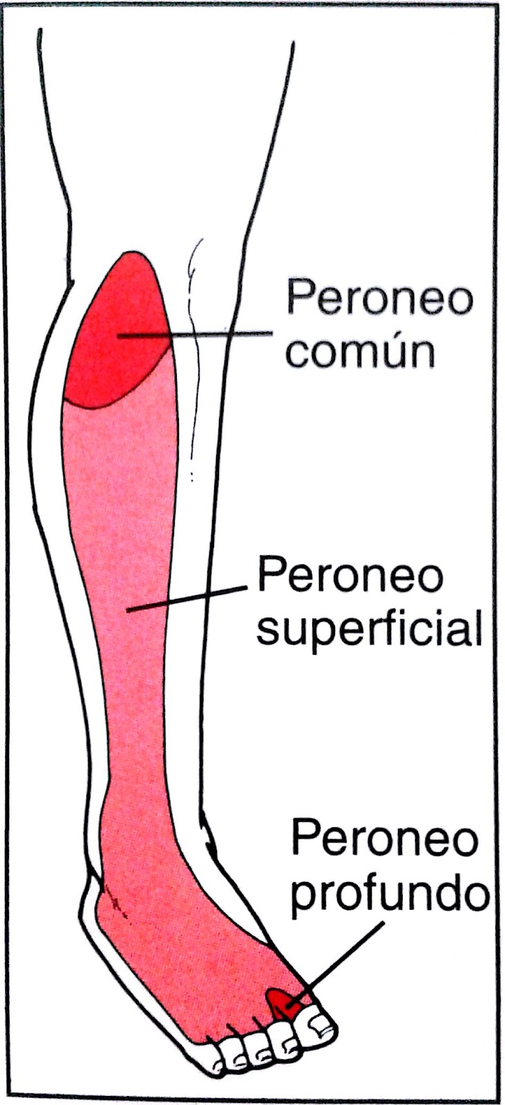 Fisioterapia para todos: Dermatomas
