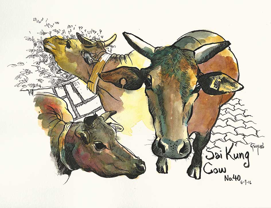 英國GARY畫室: Sai Kung Cow No.40 流浪牛西貢四十
