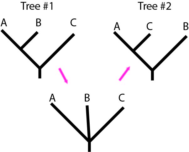 PhyBin: tree binning by topology