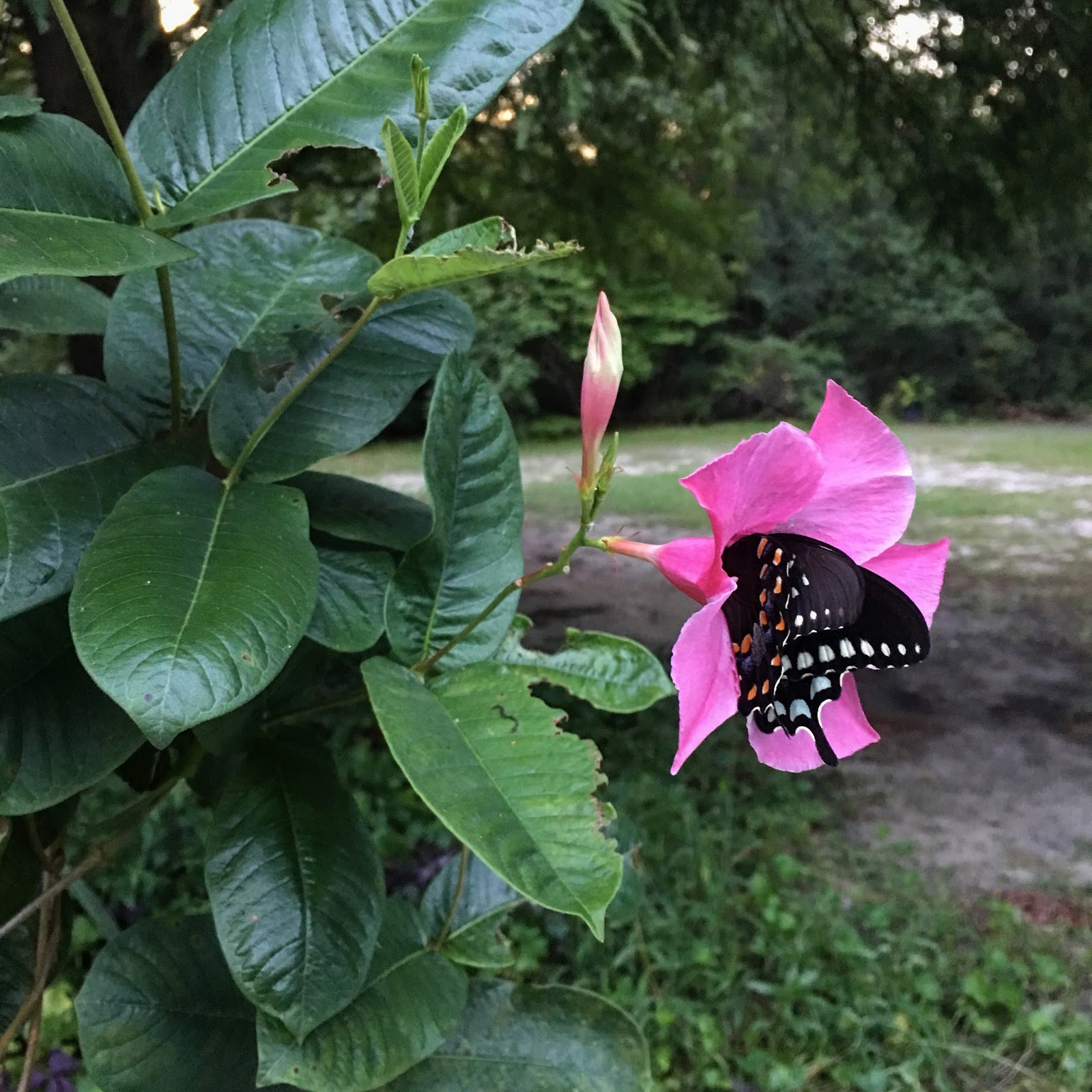 Instagram Sunday Calm [Features 25] | The Roots of Home