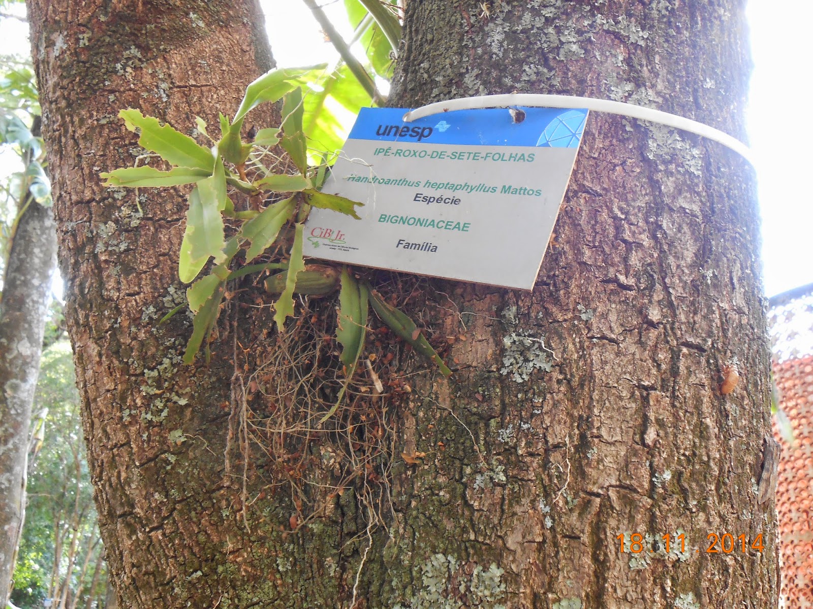 Árvores de Assis: Ipê-roxo-de-sete-folhas