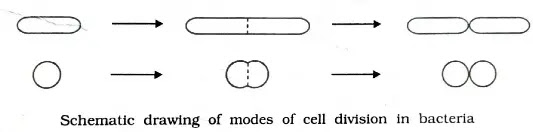 Reproduction in Bacteria by Binary Fission (steps) ~ Biotechfront