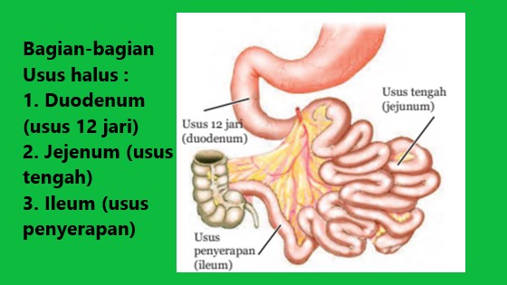 Mengenal sistem organ pencernaan makanan utama dan tambahan pada ...
