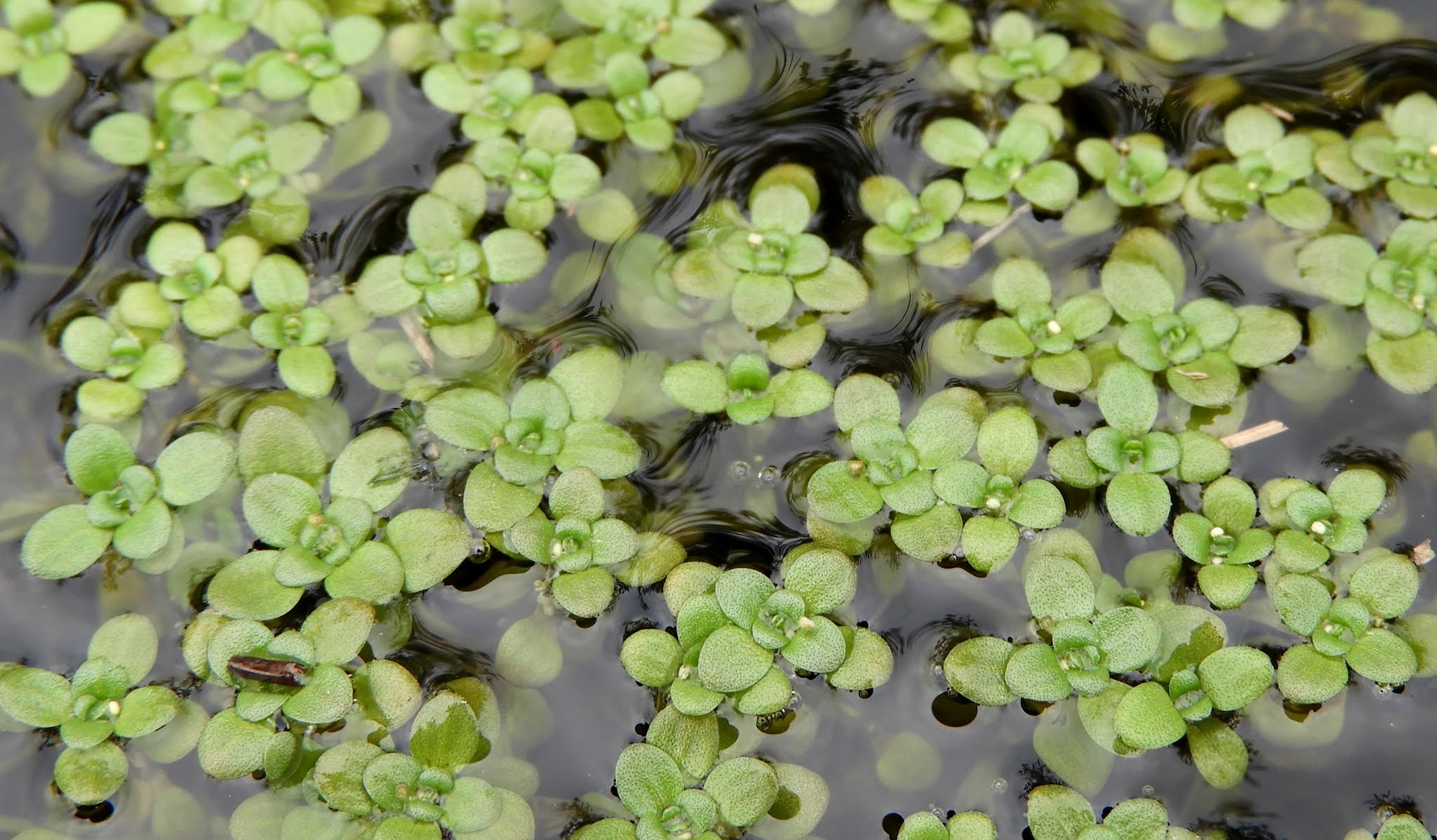 birdingexmouth: Chaffweed