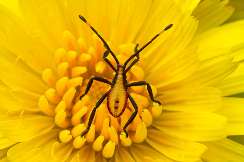 Awe & Some!: Amazing Insect Photography [26 Photos]