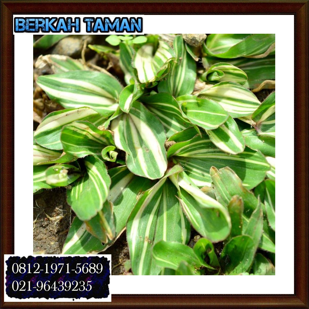 Rumput gajah mini ( Pannisetum Purpureum Schamach ) ~ Tukang taman ...