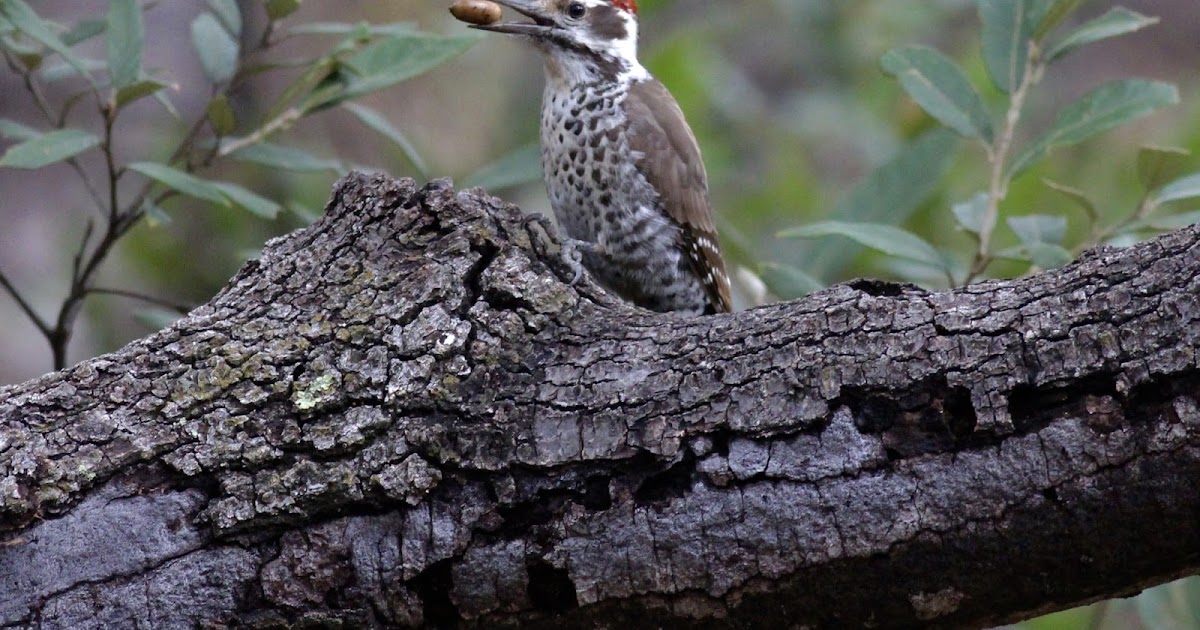 Photographicbirdlistomania: Arizona Woodpecker (Picoides arizonae ...
