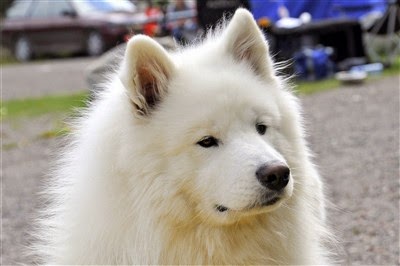 Sällskapsdjursbloggen: Samojedhund