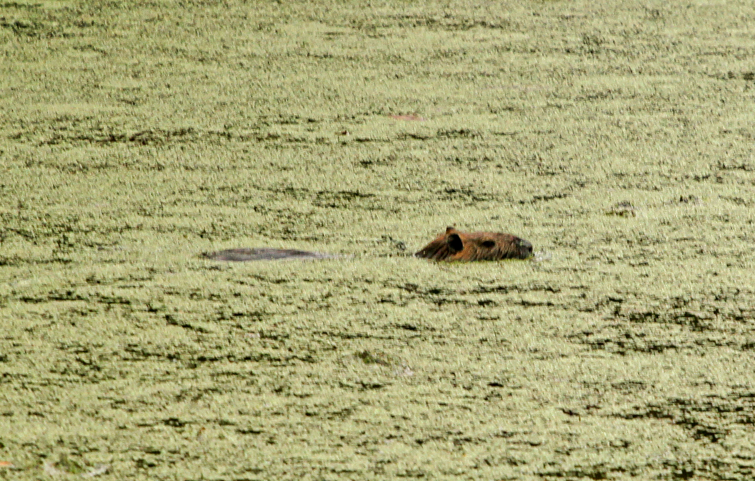 Dean and Becky's Hummer Adventures: Panther Swamp National Wildlife ...