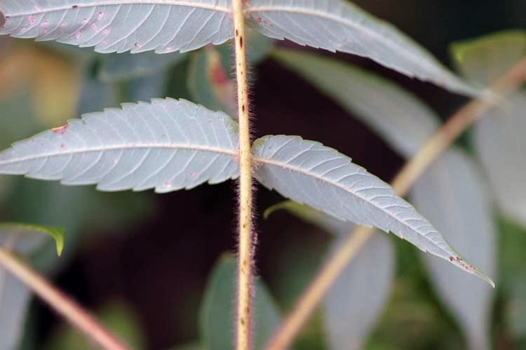 Field Biology in Southeastern Ohio: Sumacs of Ohio