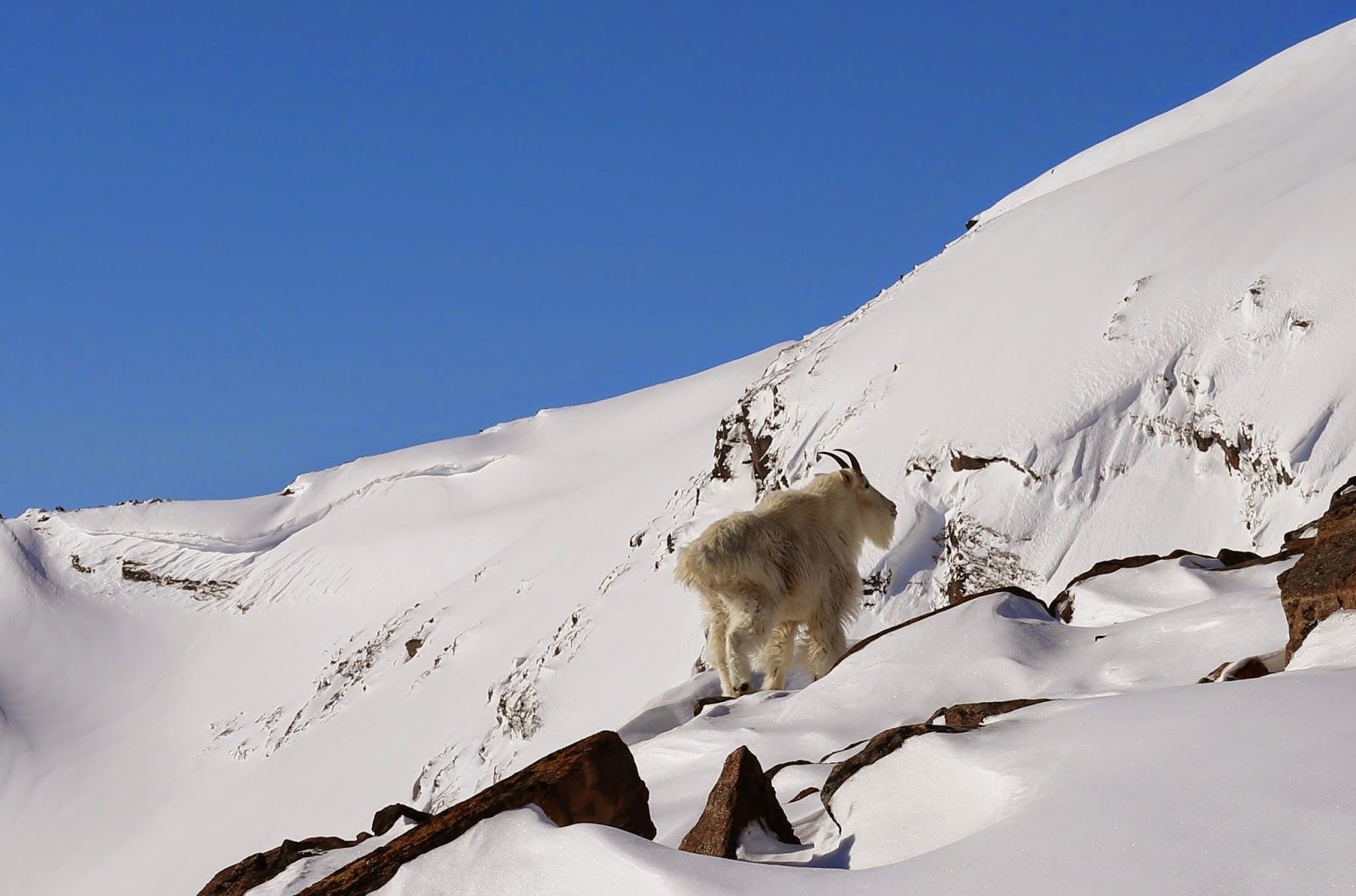 The Outside Out: Billy Goating