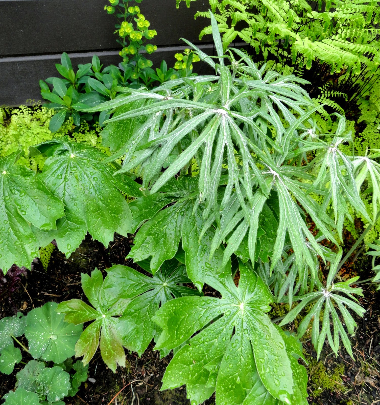 danger garden: Podophyllum pleianthum is my favorite plant in the ...