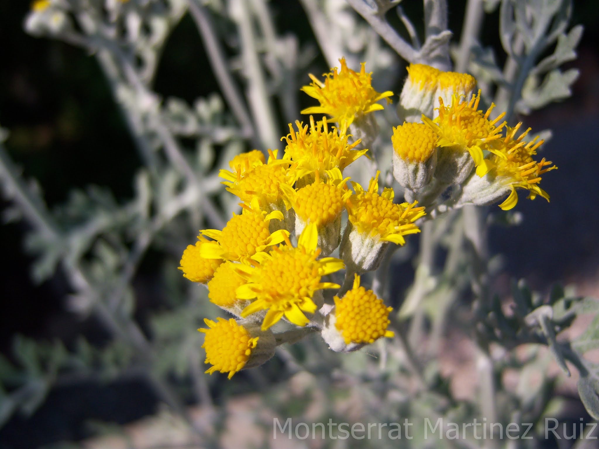 SENECIO, SP - BOTÀNIC SERRAT