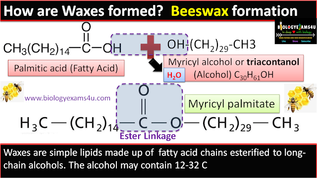 What are Waxes? Structure, Beeswax formation & Function
