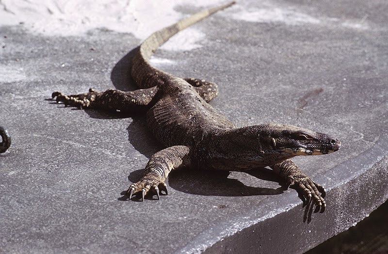 Nature Observations And Meanings Goanna Australian Monitor Lizard