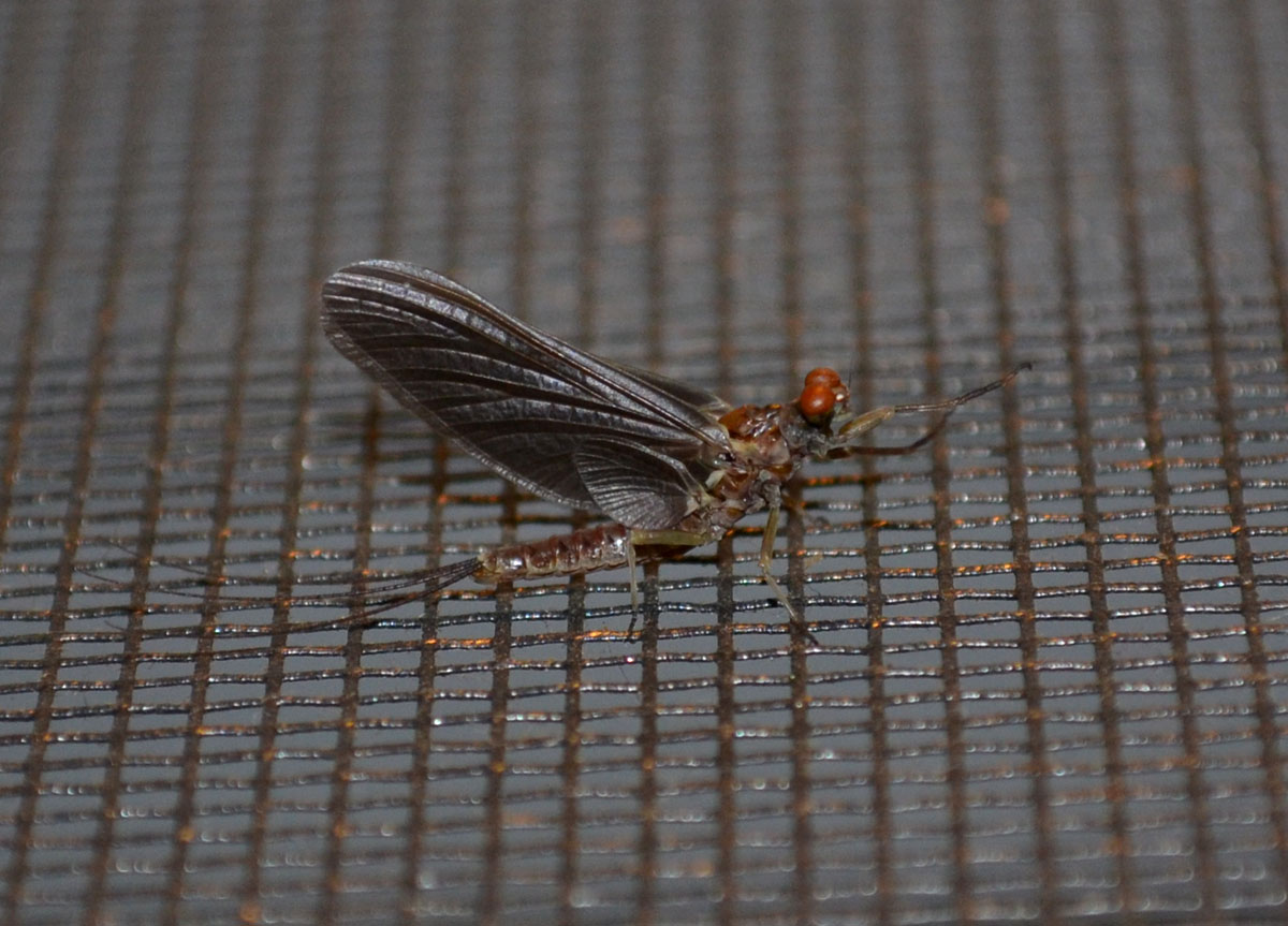 Woods Walks and Wildlife: Mayflies: Imago, Subimago