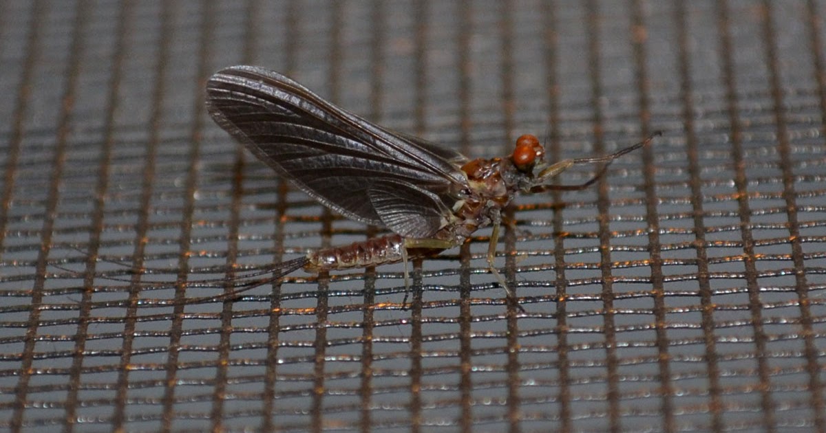 Woods Walks and Wildlife: Mayflies: Imago, Subimago