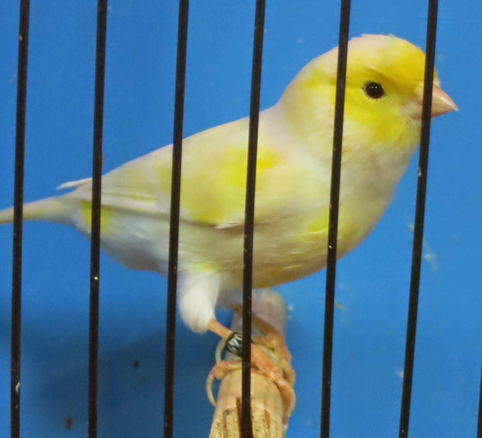 Canary Tales: Florida Canary Fanciers Part 3 Colorbred Lipochrome ...