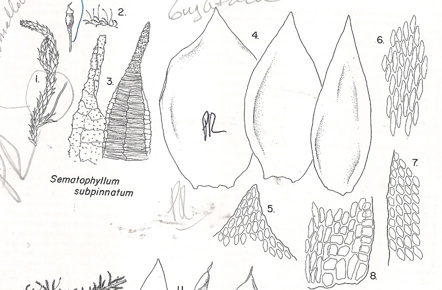 PLANT FAMILIES OF PUERTO RICO AND FLORIDA PAPO VIVES: BRIOFITAS ...