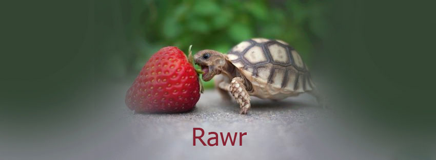 Rawr Turtle Fb Cover Ocean