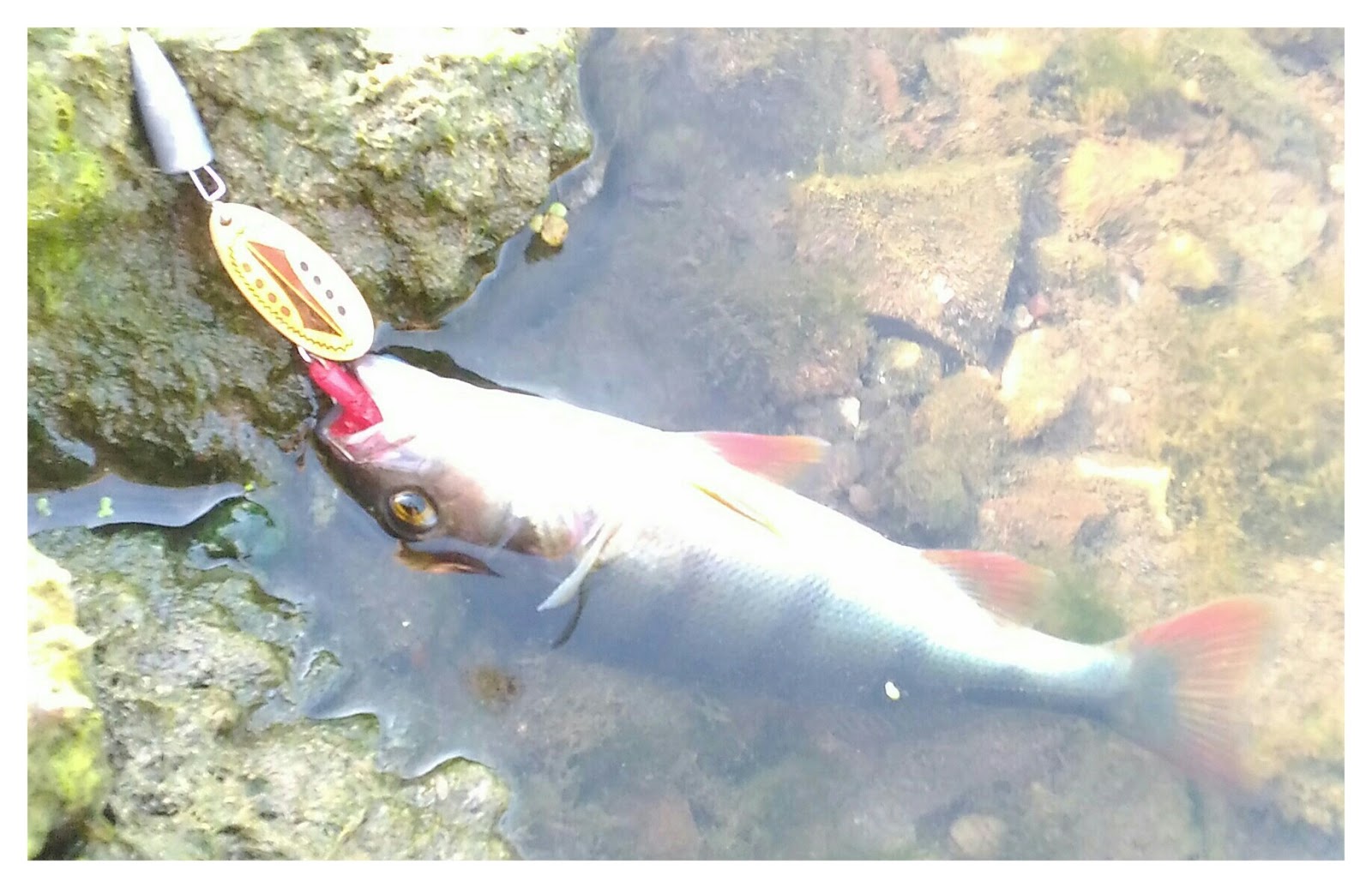Pêche, nature & récriminations: A la poursuite du "Requin du Danube"...