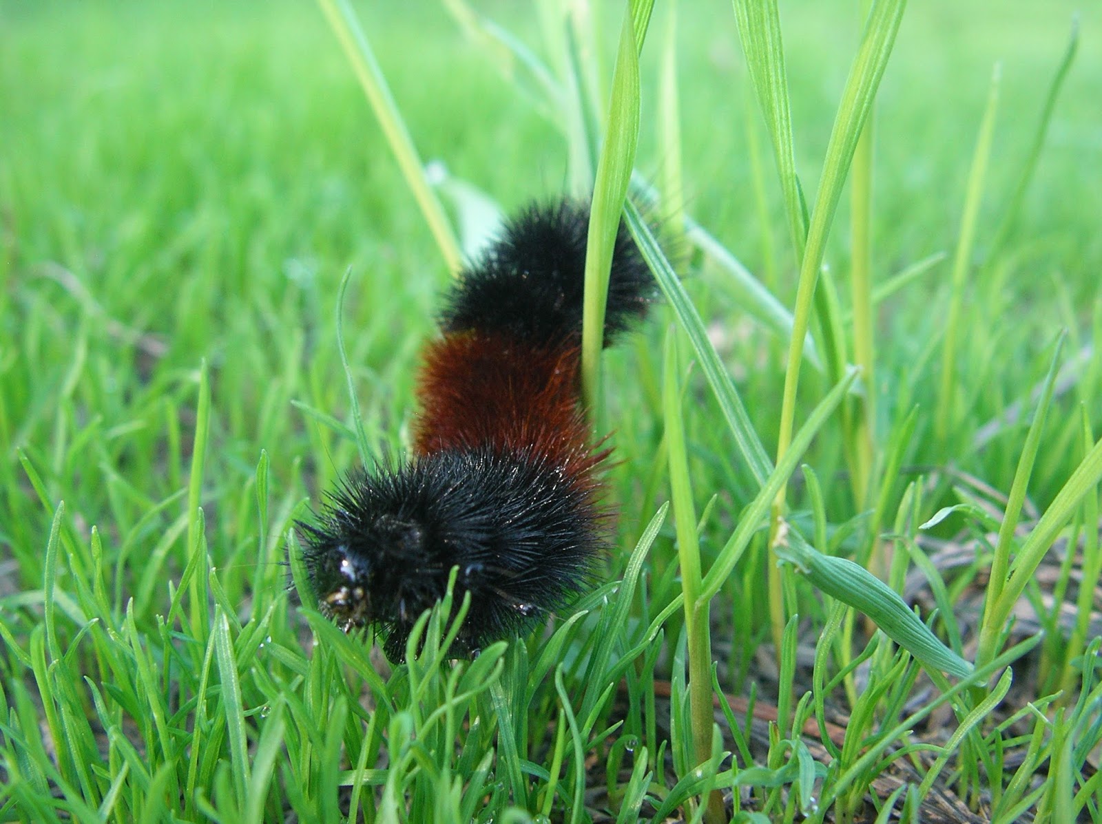 Adventures Of A Pine Cone Spider Collector: 3-Oct-2017 La Center ...