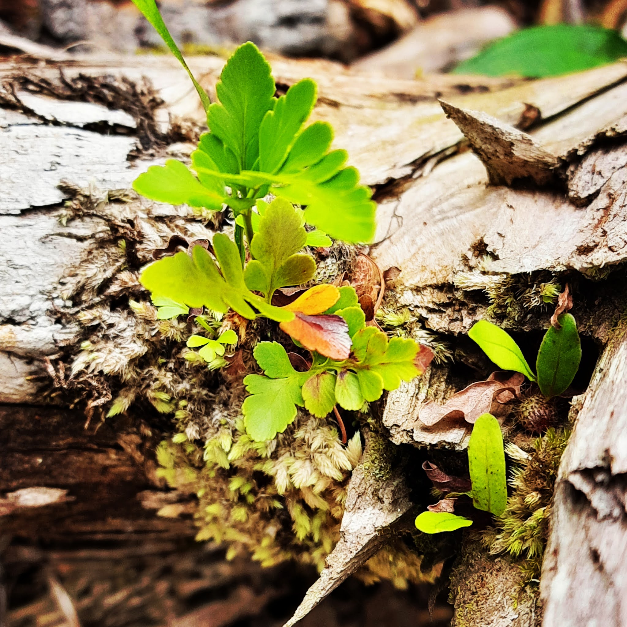 Foto tanaman pakis (paku)