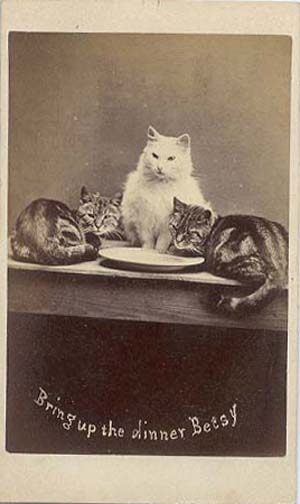 Art-Sci: Antique Lolcats Photographs make Kitteh Historeh