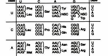 Genetic code | Definition, Characteristics, Table, & Facts