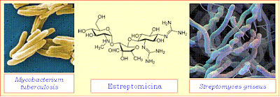 Agenda Química Virtual: ESTREPTOMICINA Y TUBERCULOSIS