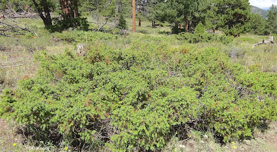 A Wandering Botanist: Prostrate Juniper, Juniperus communis var. depressa