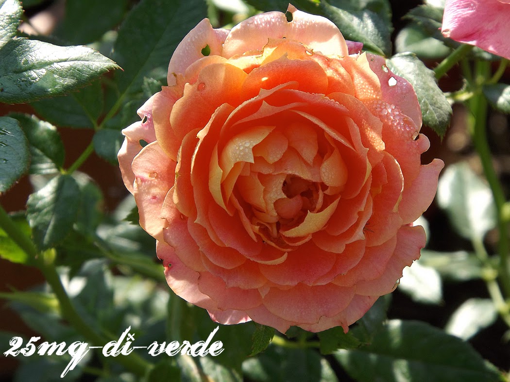 Rose d'autunno - Rose Barni - 25mq-di-verde