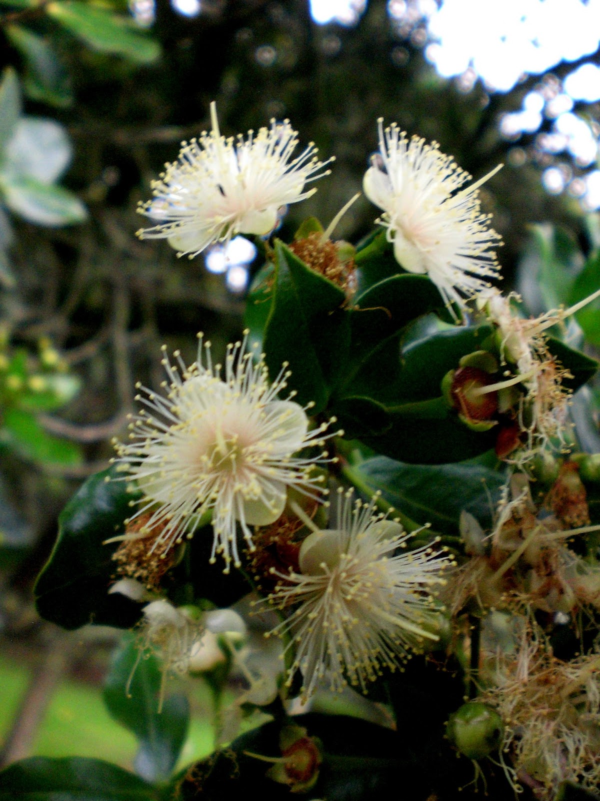 Myrcianthes rhopaloides o arrayan negro | Flores colombia