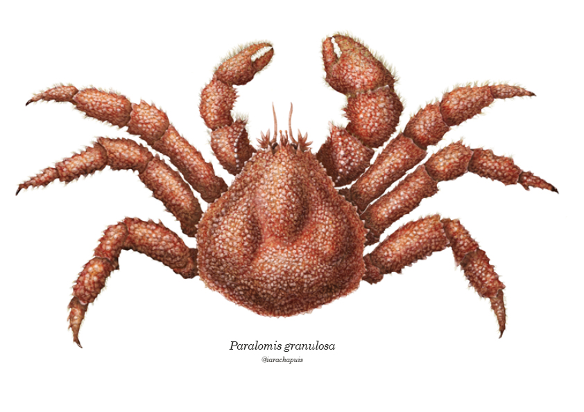 Iara S. Chapuis - Paralomis granulosa - Ilustra fauna marina