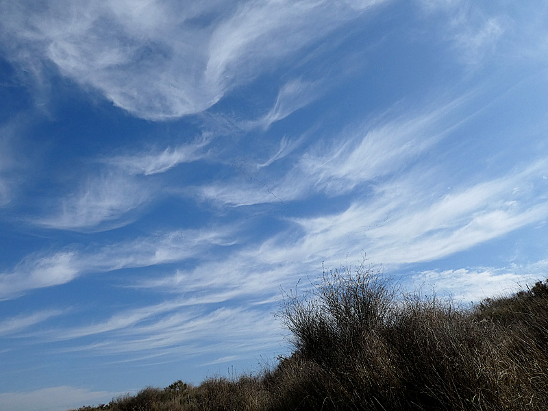 PASOS: Saliendo del letargo, 2. Crocus, chinches, aliagas, narcisos y ...