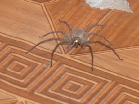 Spiders are big here | From Jersey to Vanuatu