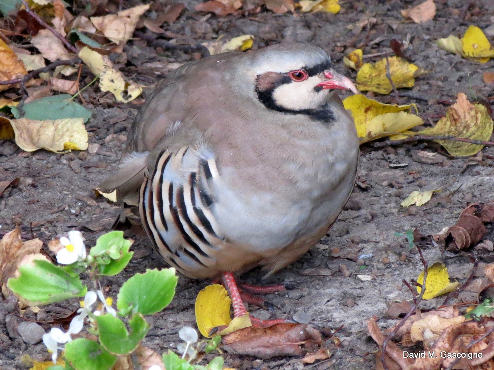 Chukar Partridge (Perdrix choukar) in Waterloo, Ontario - Travels With ...