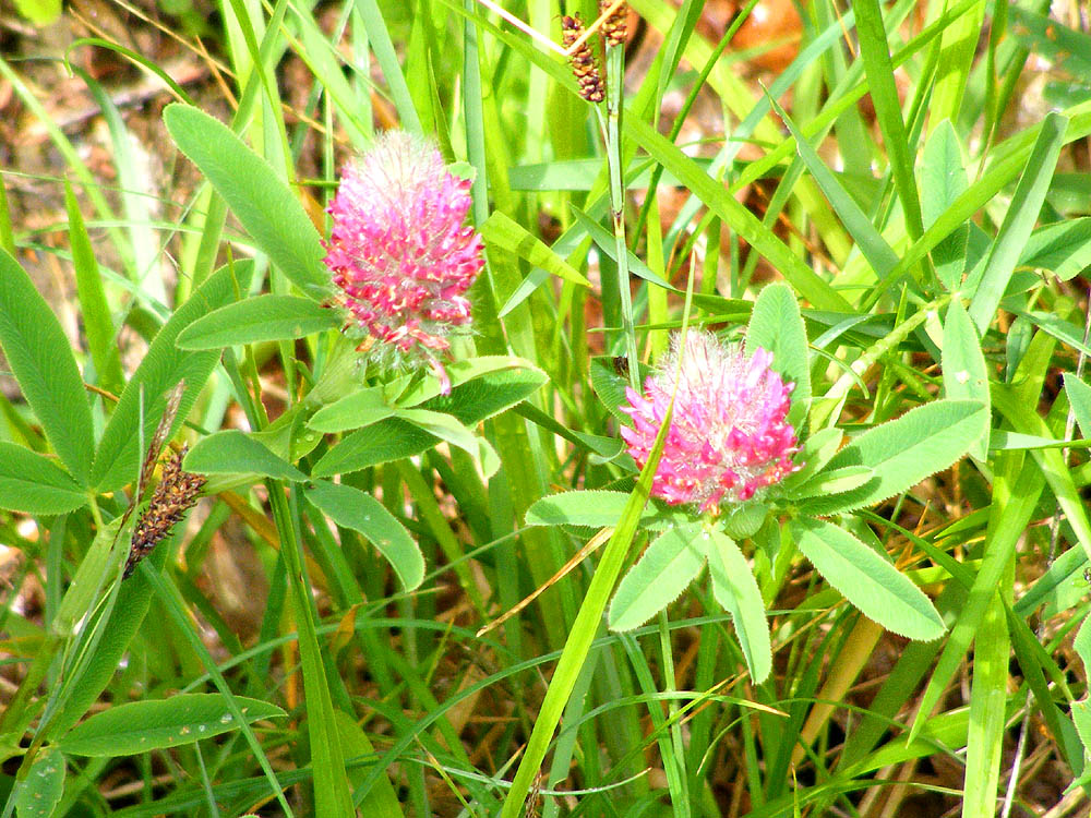 Days on the Claise: Arable Weeds Botany Outing at Seligny